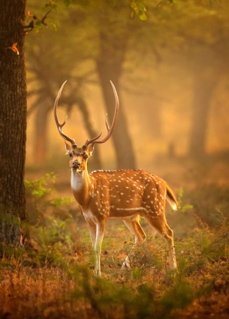 ZANA Forest Resort, Ranthambore - Zana Resorts